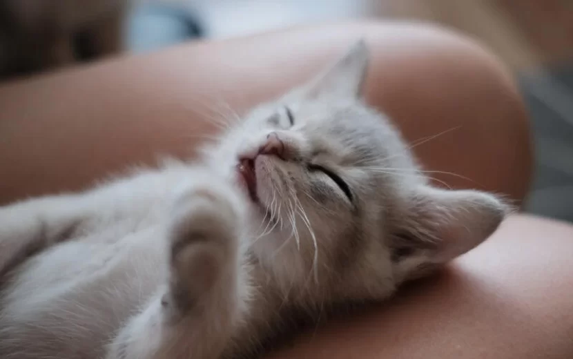 Ev heyvanları ilə eyni yatağı bölüşənlərin nəzərinə! - Doktor Media