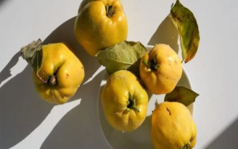 Heyva: Faydaları və zərərləri - Doktor Media